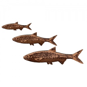 Wood Dace Fish Shape for altered art and craft projects
